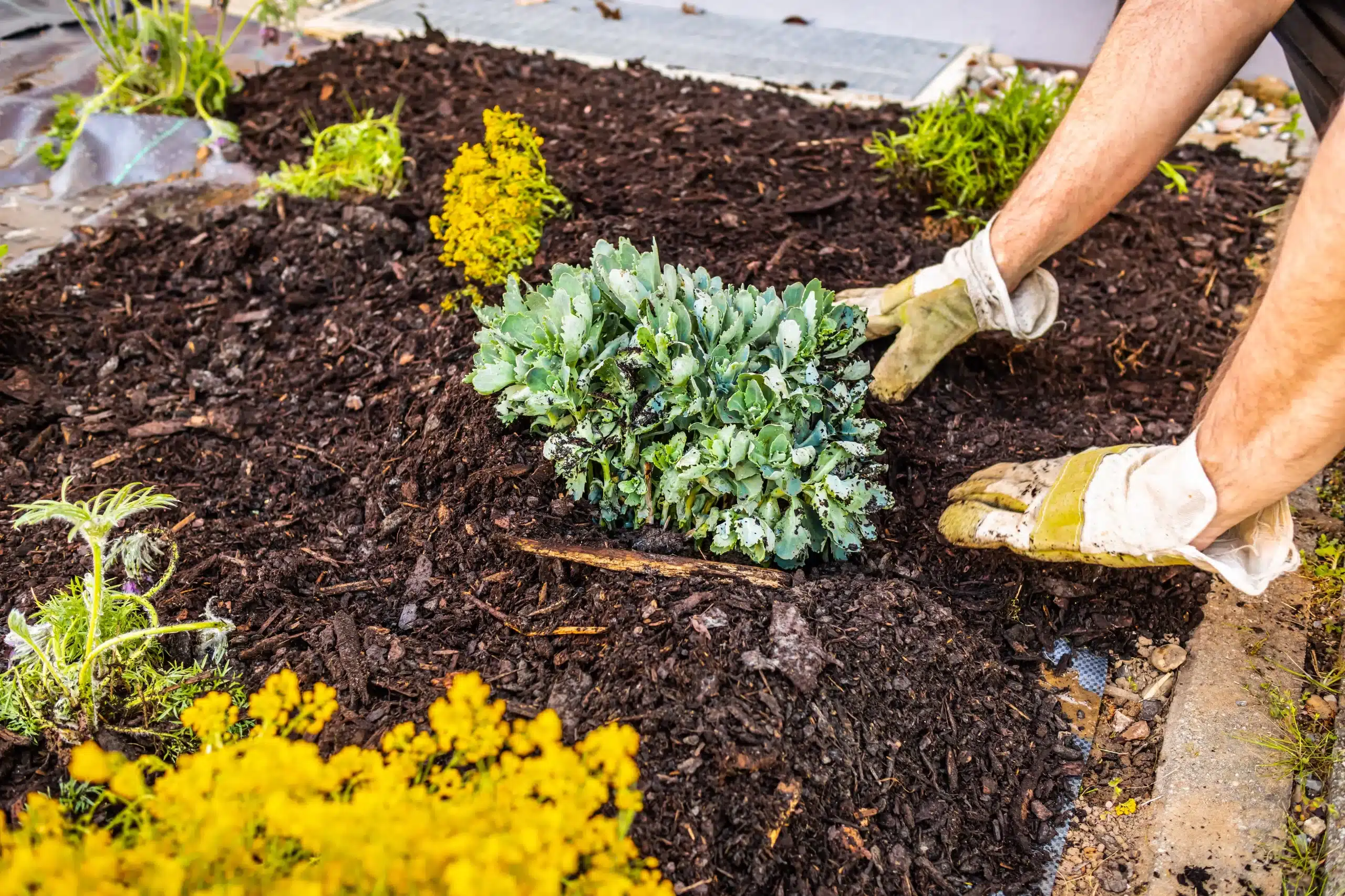 Commercial Mulch Installation in Savannah, GA | Bella Mulch